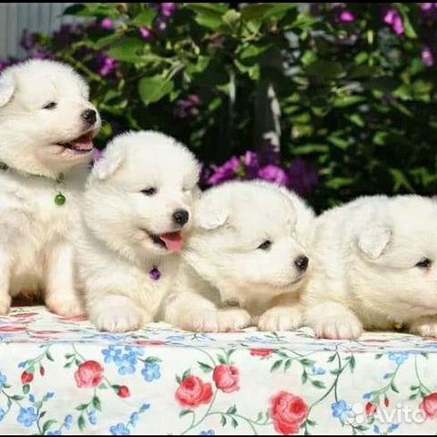 Самоедская лайка