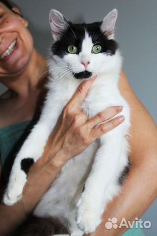 Классный котенок ищет дом