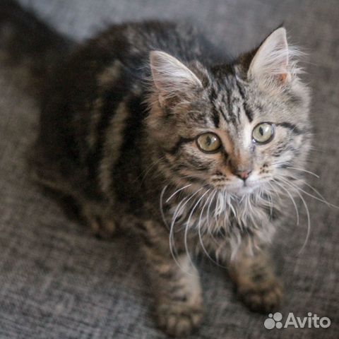 Очень общительный котенок ищет дом