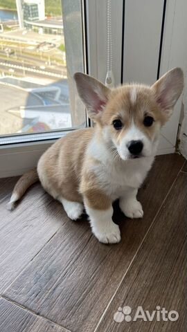 Вельш-корги пемброк