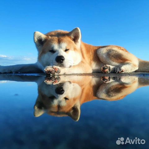 Кобель для вязки Акита ину
