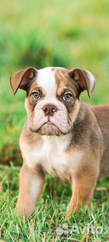 Шоколадный Носик