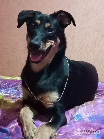 Собака в добрые руки отдам бесплатно