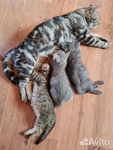 Британские котики. 2 месяца