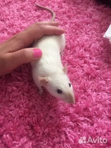 Крыса дамбо ручная