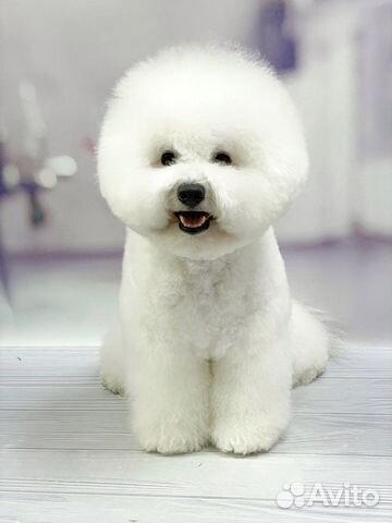 Бишон фризе кобель вязка