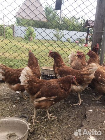 Куры несушки