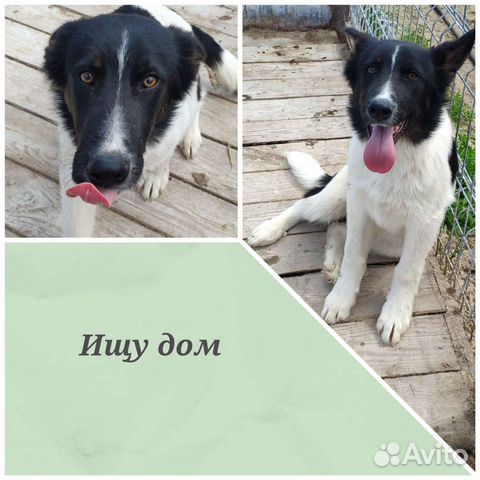 Собака Майбах