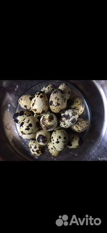 Яйца перепелиные домашние инкубационное