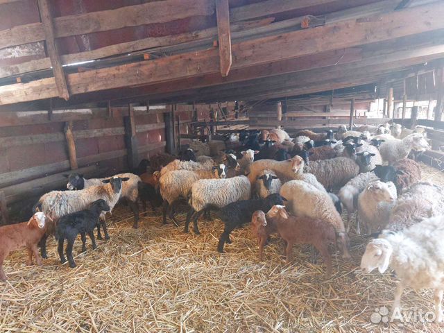 Овцы бараны ягнята