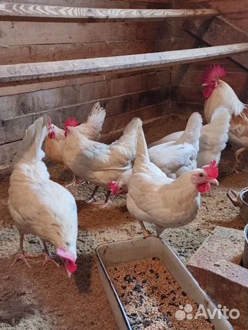 Курицы несушки