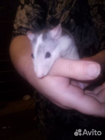 Крысы. Декоративные. Живые. Дарю. Самовывоз