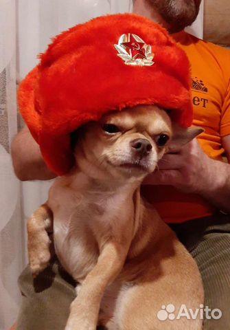 Чихуахуа