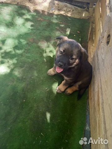 Щенки в добрые руки