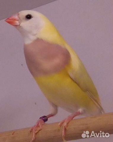 Готова на гнездоСамка амадины Гульда