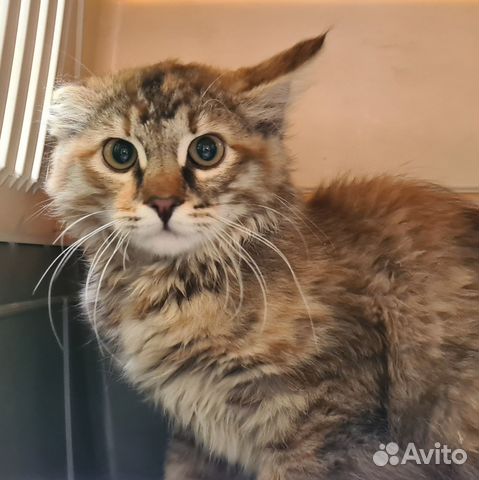 Чудо-партизанка и умница котенок Маша в дар