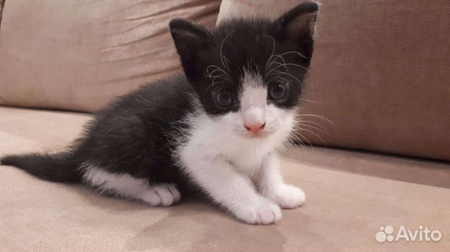 Кошка