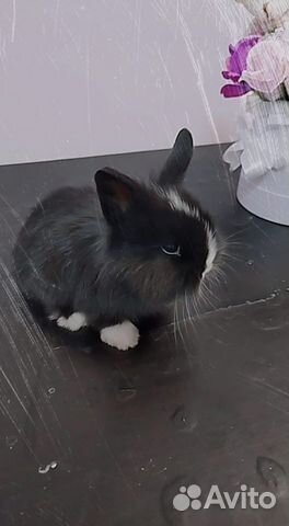 Декоративные кролики мини