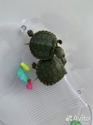 Отдам черепах в добрые руки
