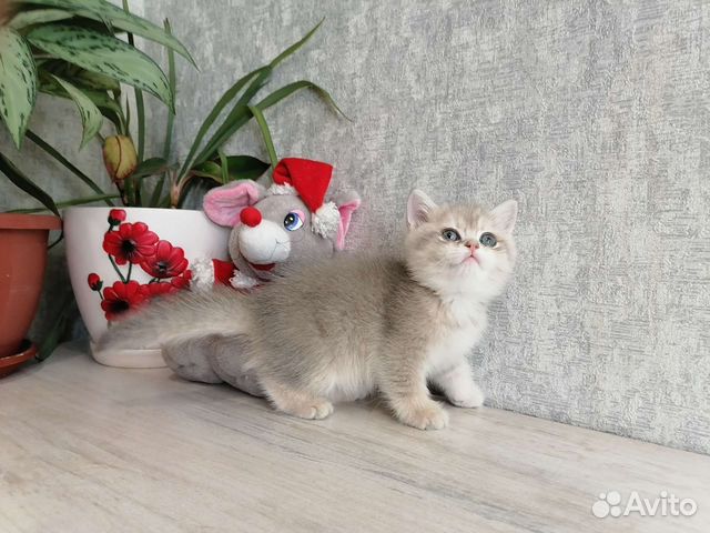 Британская шиншилла котёнок