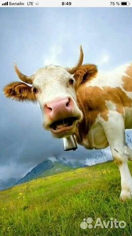 Продаю коров