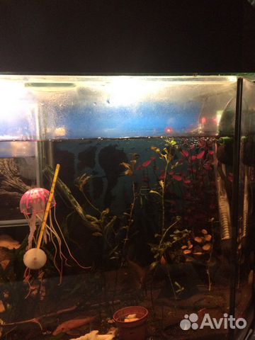 Рыба и аквариум
