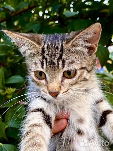 Котенок мальчик Полосатый Тигрёнок (2 мес)