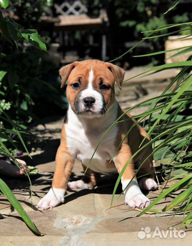 Очень красивые щенки амстаффа