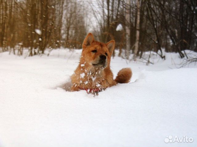 Девочки смуфочки