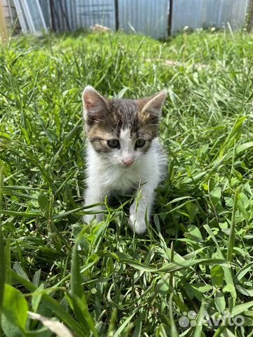 Двухцветный котенок ищет хозяина (мальчик)