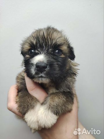 Енотик ищет дом