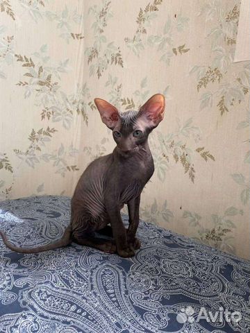 Котята Петерболд