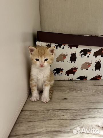 Котенок девочка бесплатно