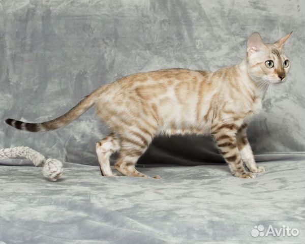 Чистокровная Бенгальская кошка