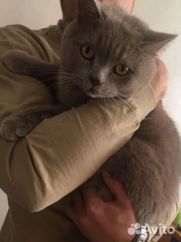 Коту Мартину нужен дом