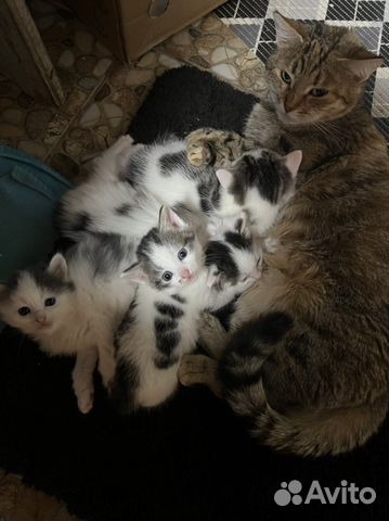 Котята в добрые руки