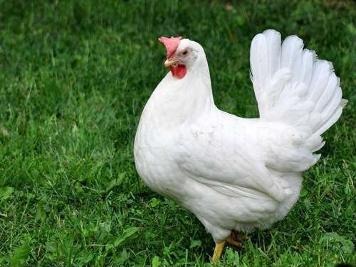Куры несушки 8 месяцев полное оперение