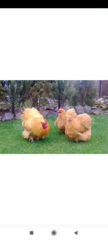 Цыплята и инкубационное яйцо орпингтона палевого