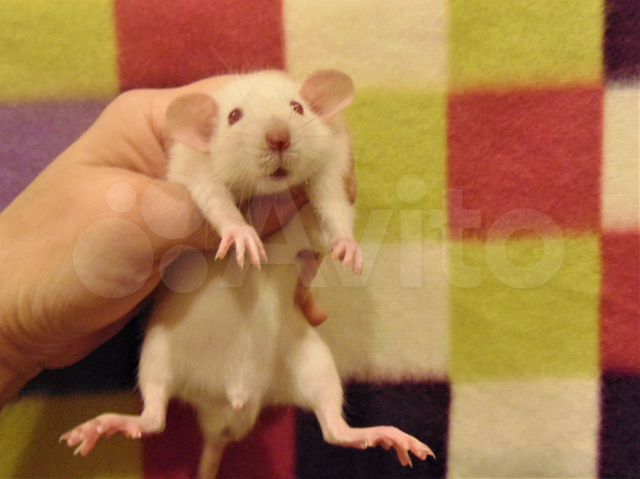 Крысы, крысята - гималайцы, альбиносы, клетки