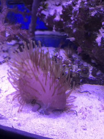 Коралл саркофитон