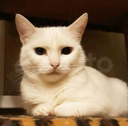 Кошка Белочка 1 год, стерилизована