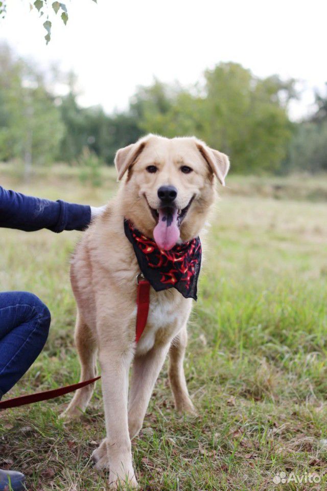 Собака ретривер метис в добрые руки