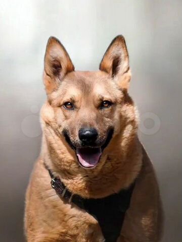 Собака Пухленькая Булочка в добрые руки