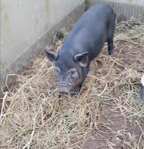 Вьетнамский вислобрюхий хряк