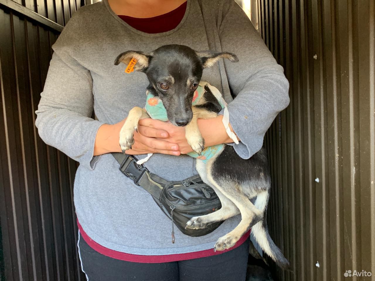 Ищет лучший дома маленькая собачка Чернышка