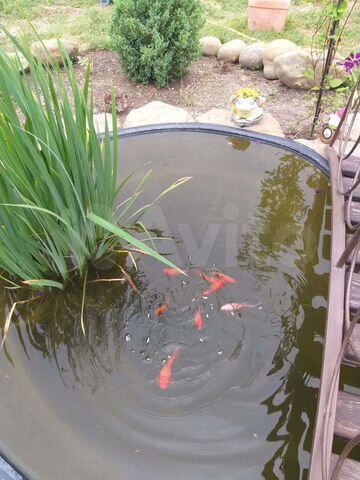 Рыбы, разновидность карасей