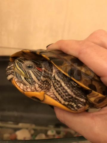 Черепаха красноухая