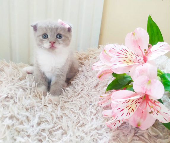 Шотландские вислоухие котята