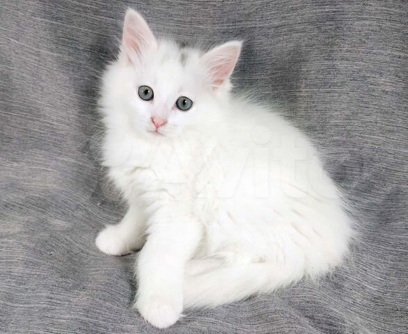 Малыши ищут дом