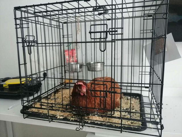 Продаю домашнюю курицу